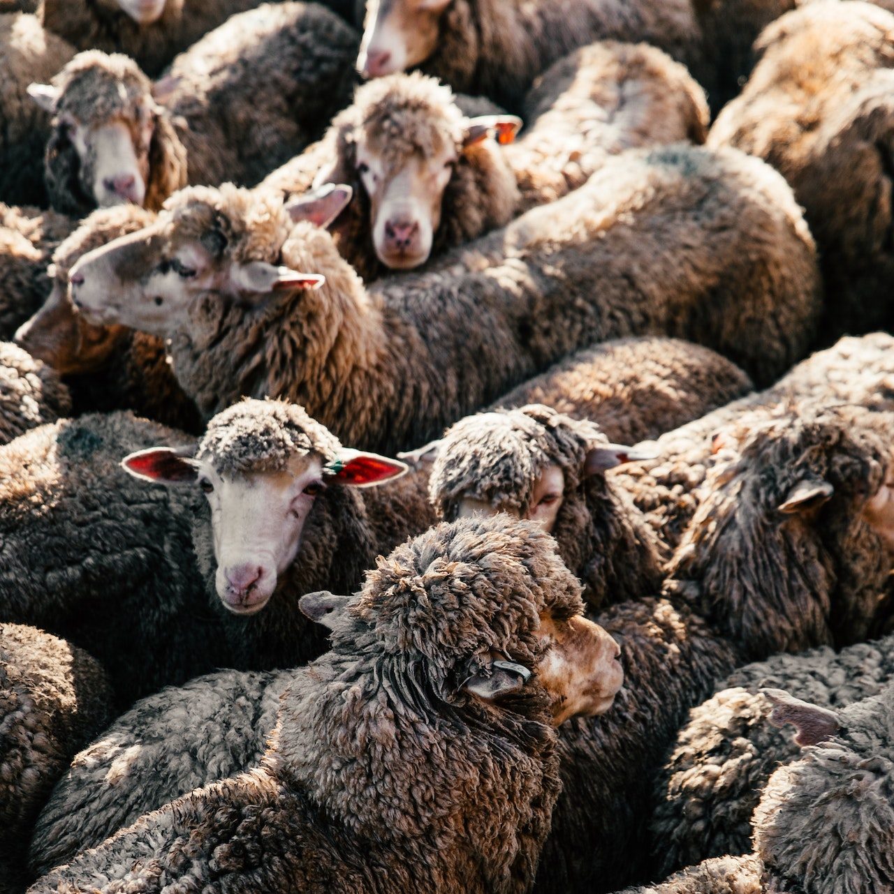 Intelligent farm management - wanwave